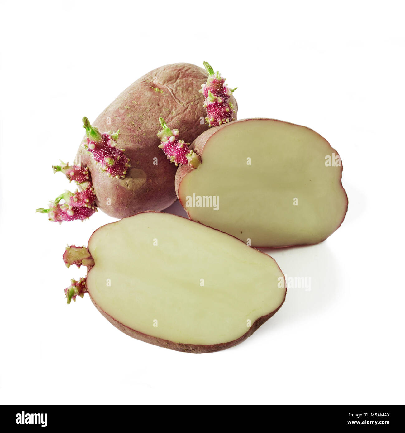 Sprouting potatoes against a white background, variety with red rind ...