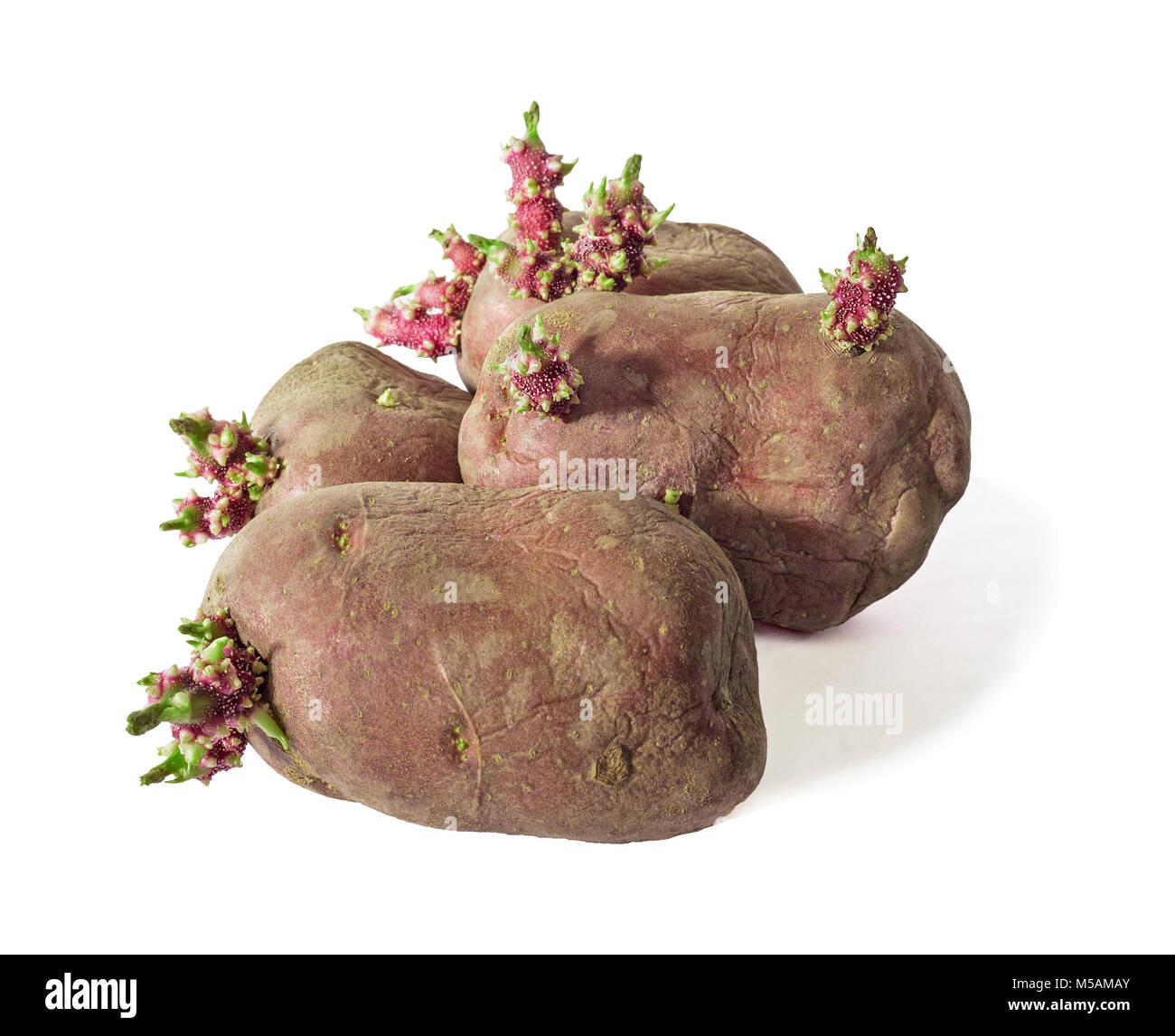 Four sprouting potatoes against a white background, variety with red ...