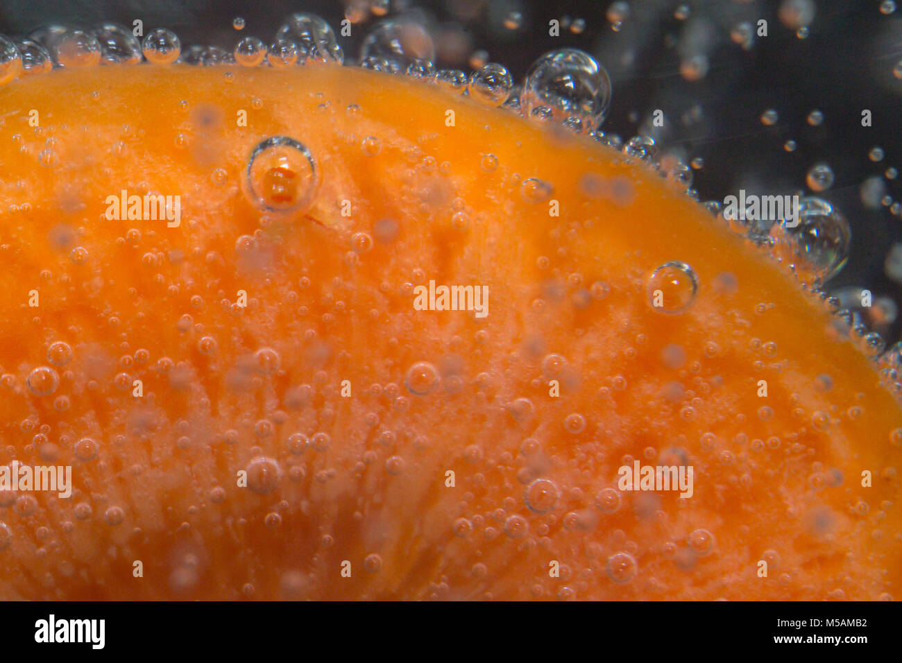 Carrot plant cross section hi-res stock photography and images - Alamy