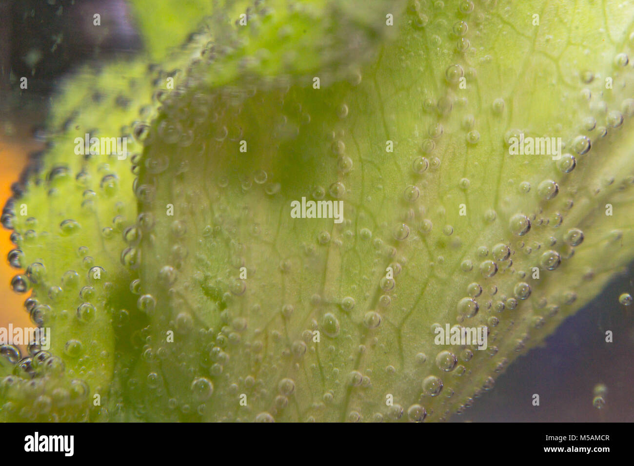 Water celery plant hi-res stock photography and images - Alamy