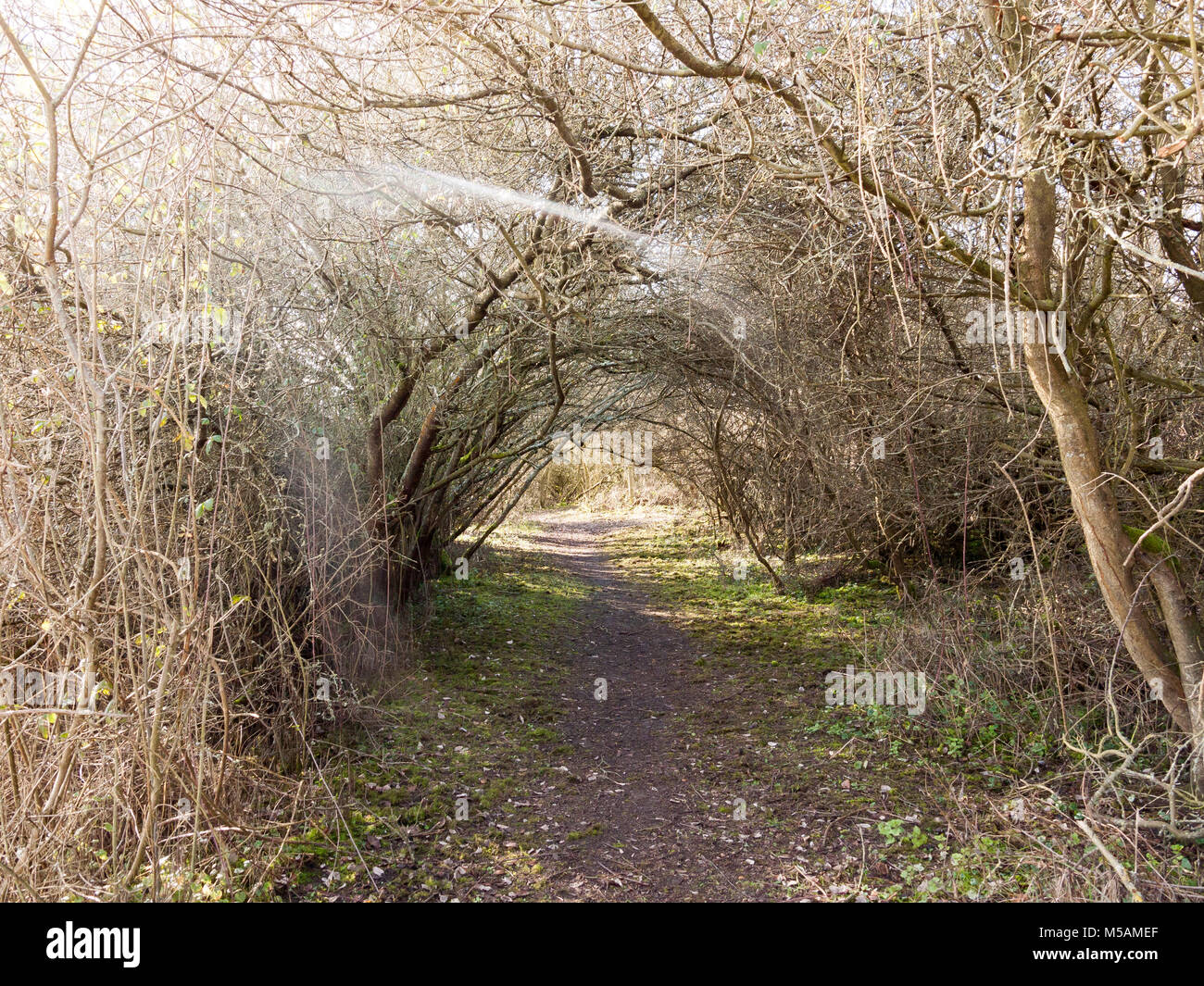 light piercing through holloway of branches country track path; essex ...