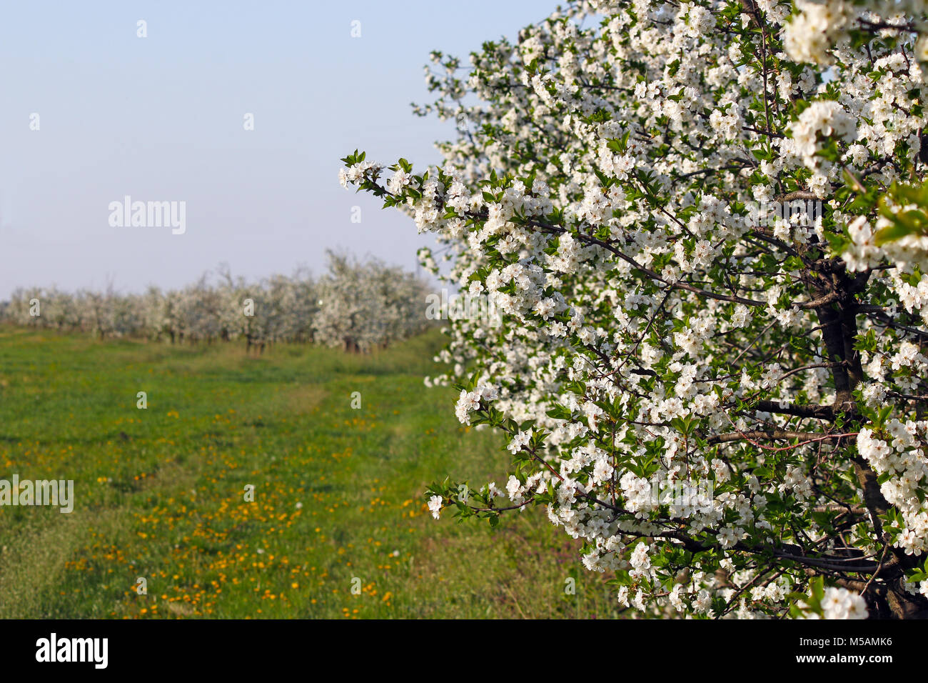 apple orchard tree branch with flowers spring season Stock Photo - Alamy