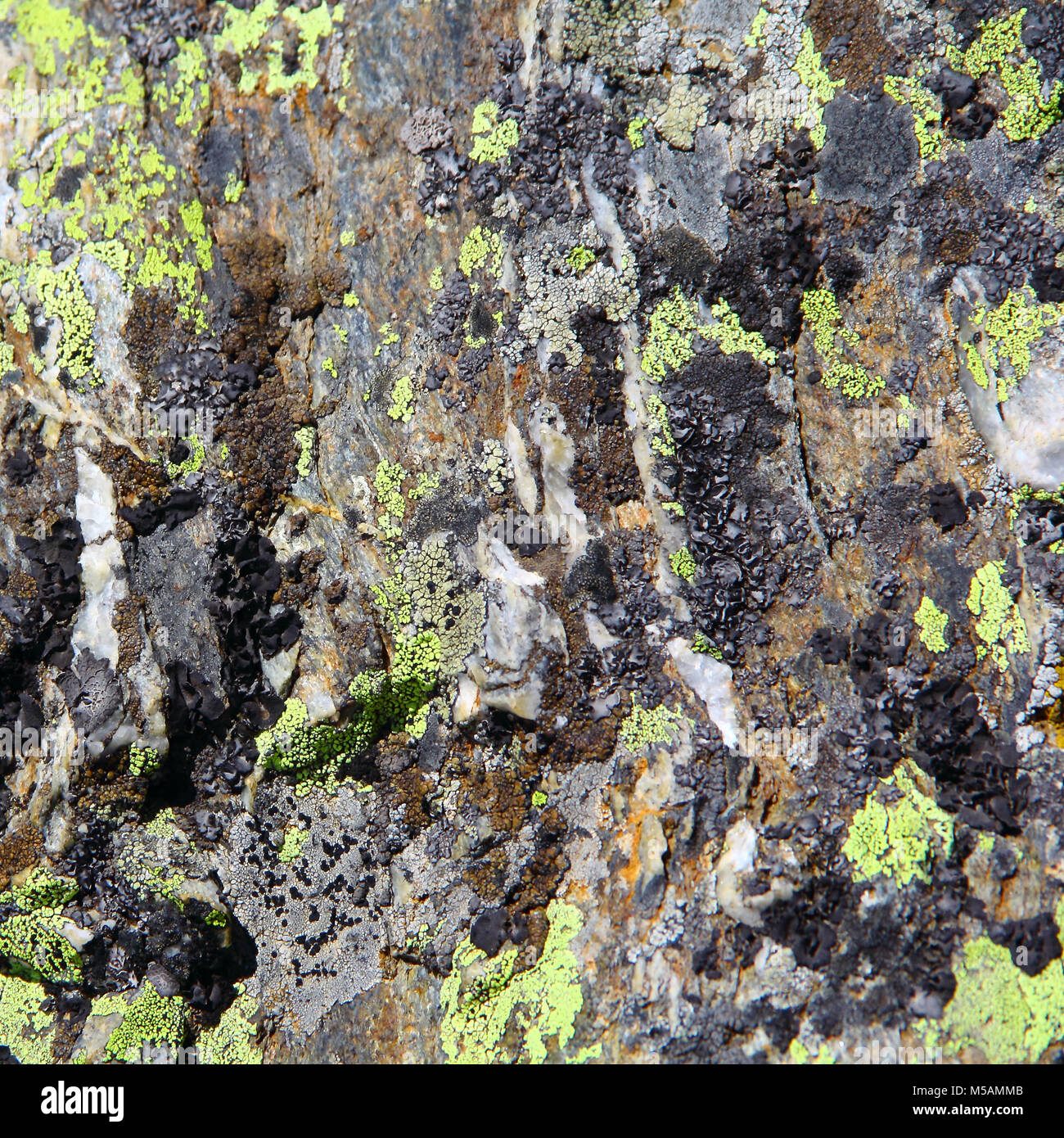 Image of colorful roughness gritty texture Stock Photo - Alamy