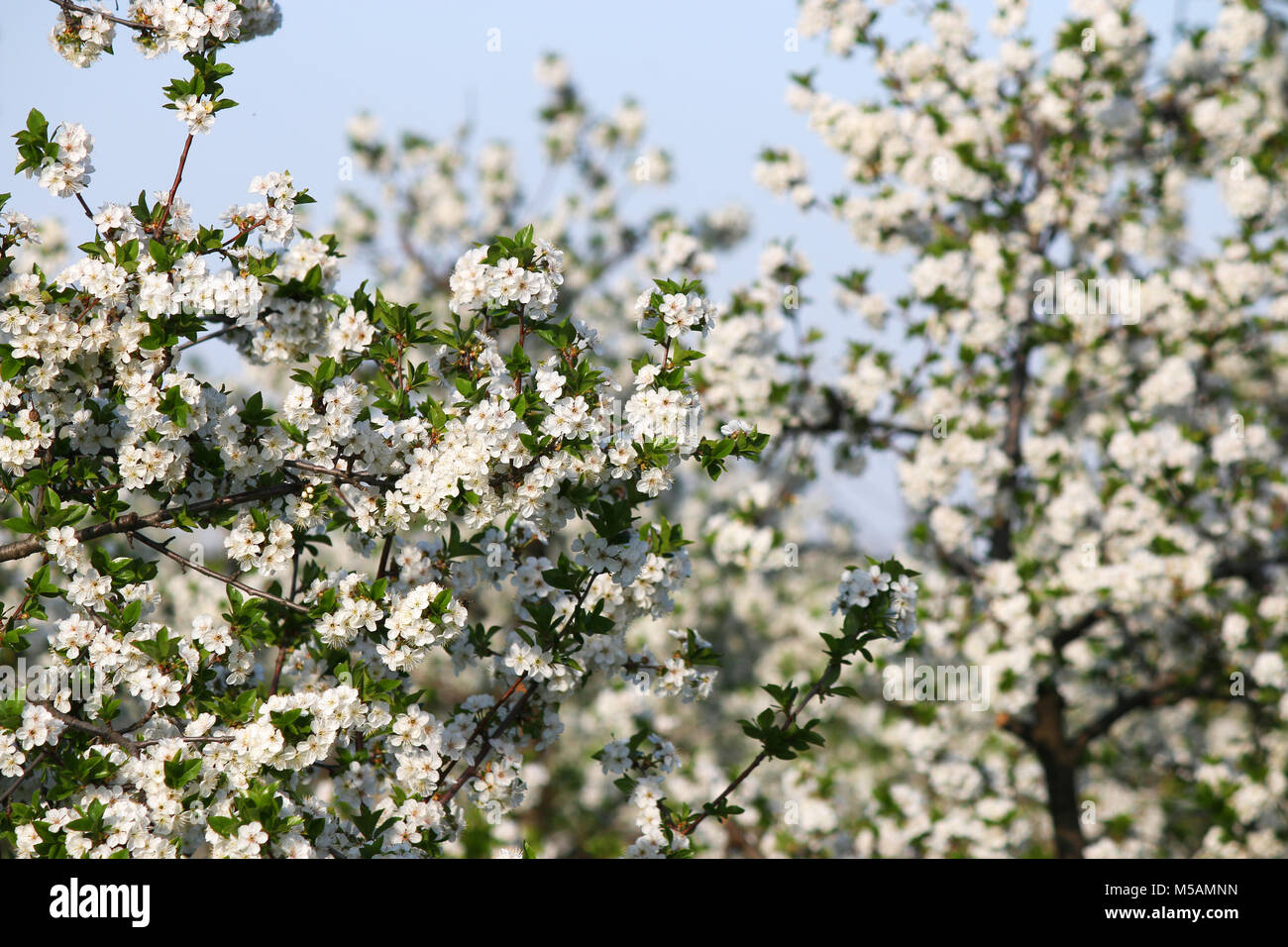 orchard apple tree branch with flowers Stock Photo - Alamy