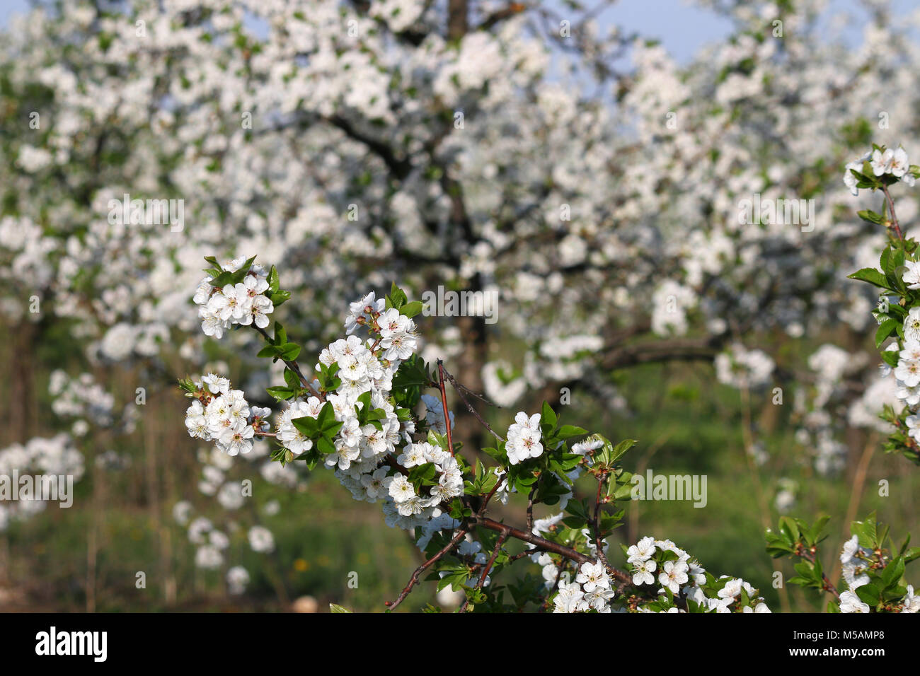 orchard tree branch with flowers spring season nature background Stock ...