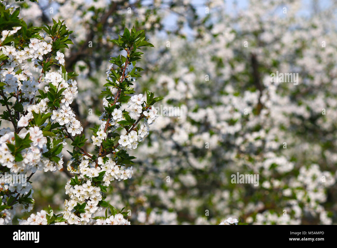 orchard tree branch with flowers spring season nature Stock Photo - Alamy