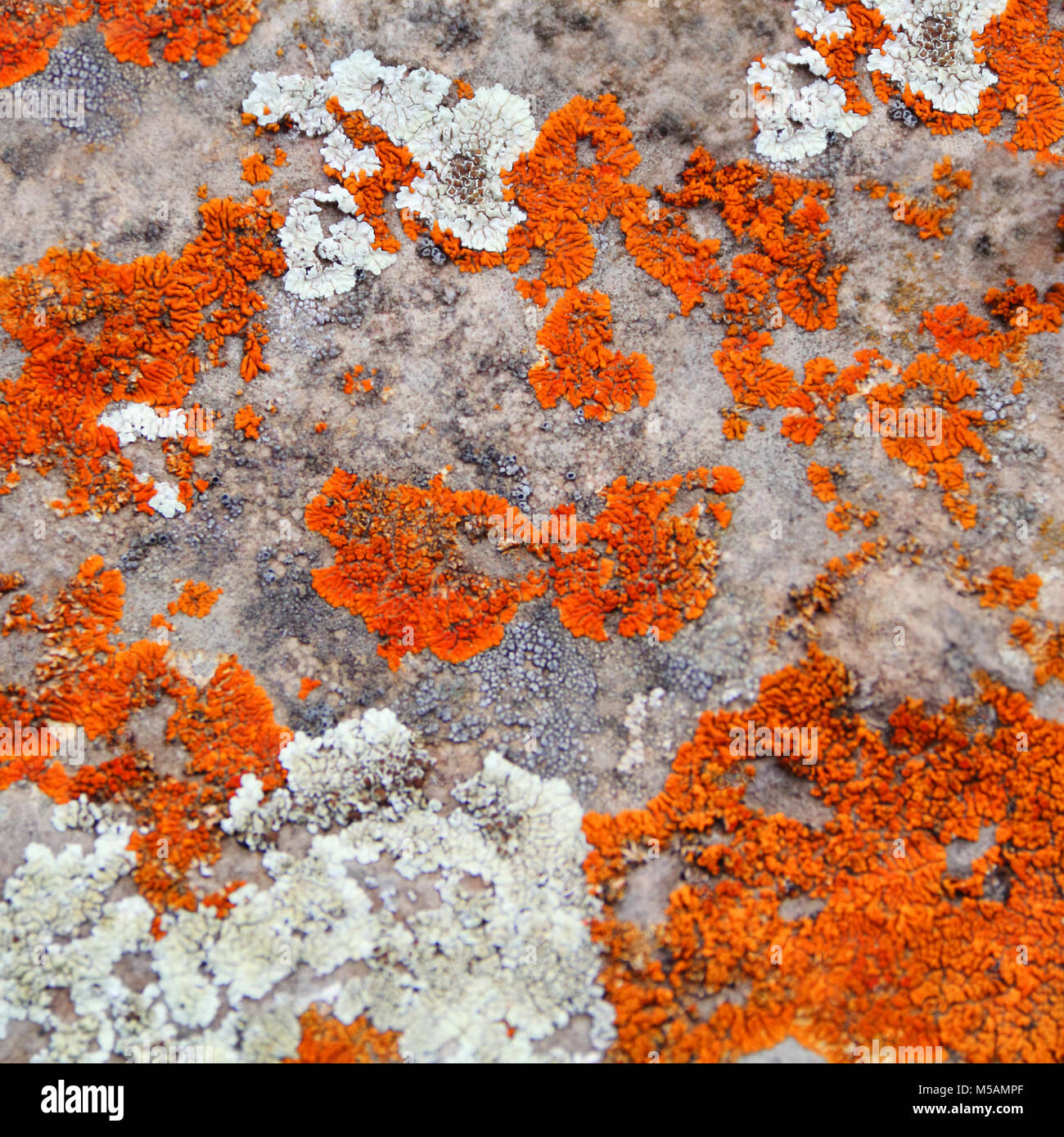Image of texture with colorful mineral Stock Photo - Alamy