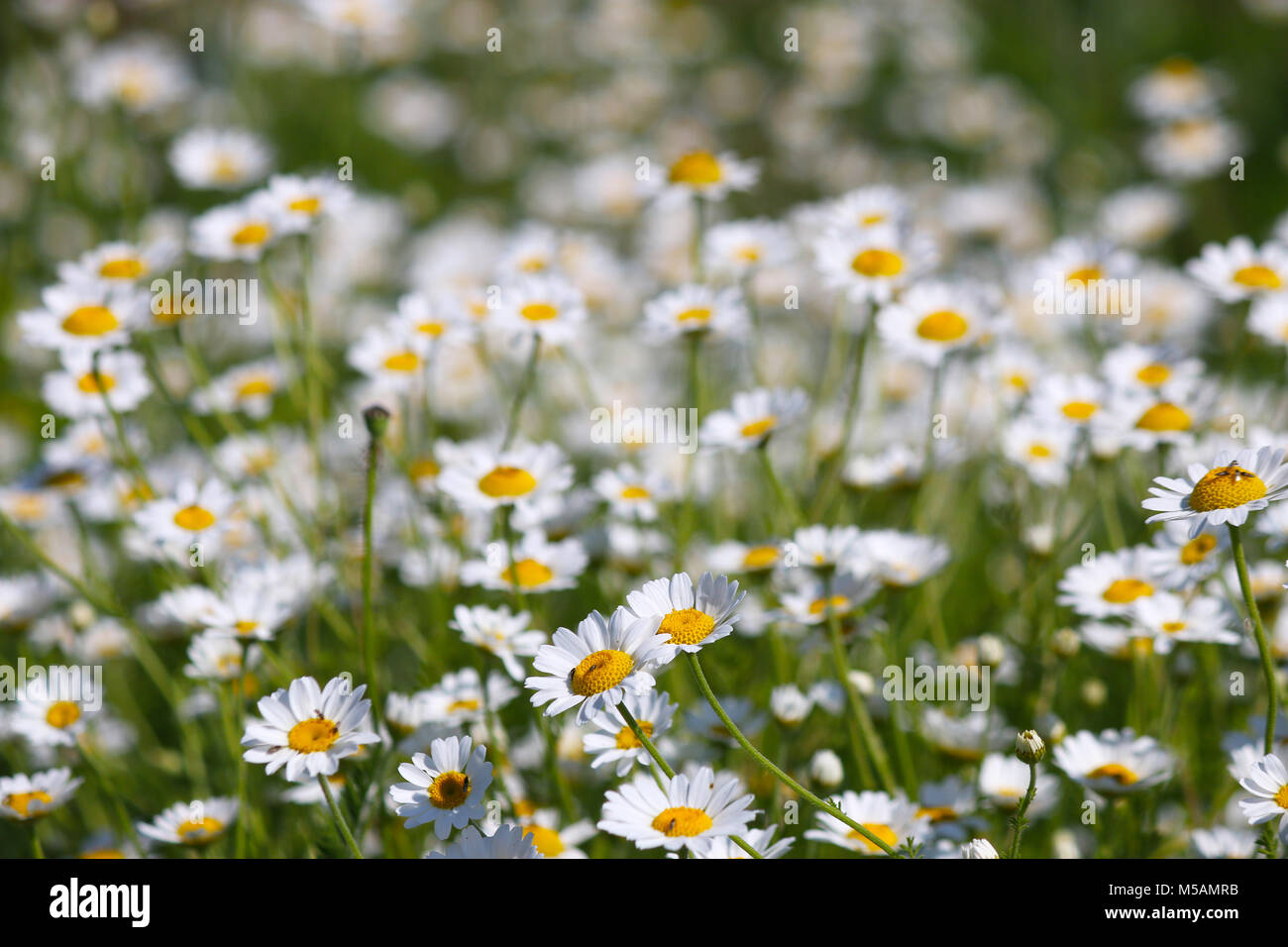 white chamomile flower nature background Stock Photo - Alamy