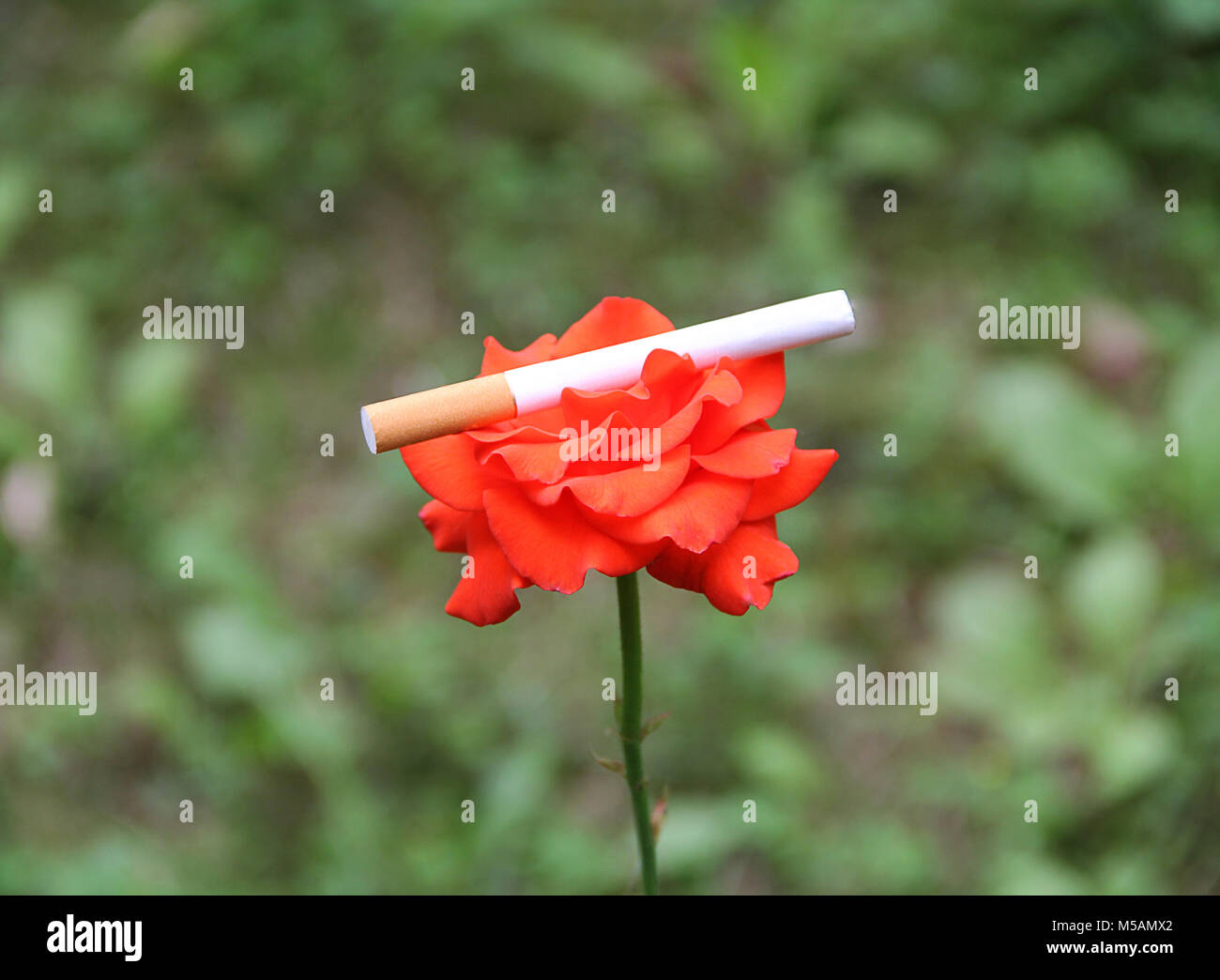 Image of red rose and cigarette on green background Stock Photo - Alamy