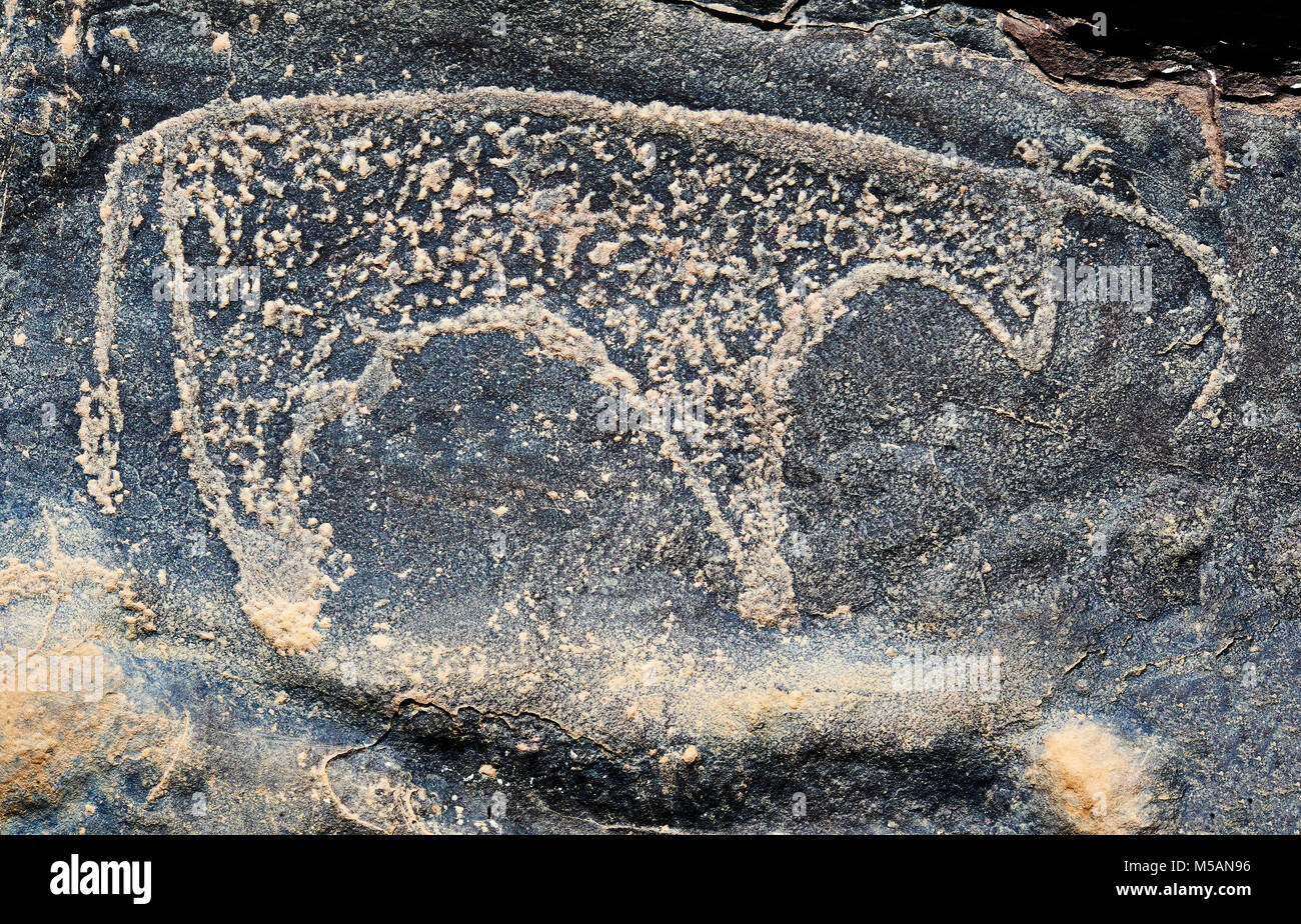 Prehistoric Saharan petroglyph rock art carvings of cattle from a site ...