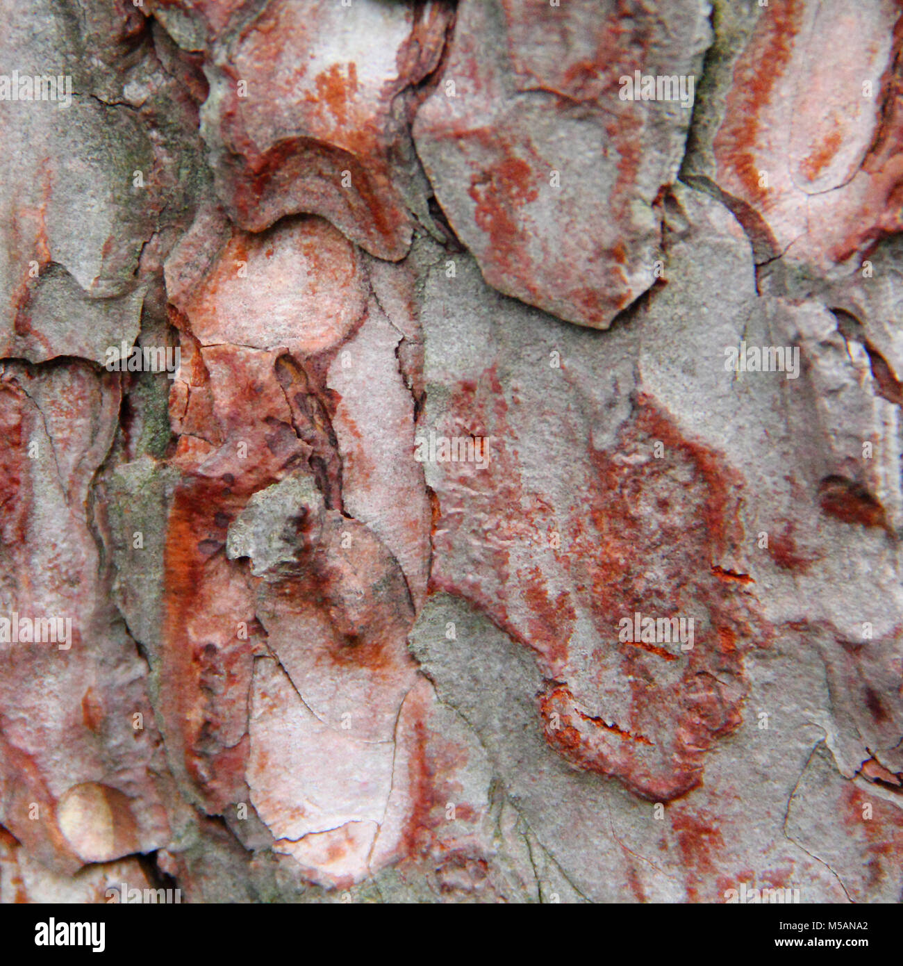 The image of brown texture stem tree Stock Photo - Alamy