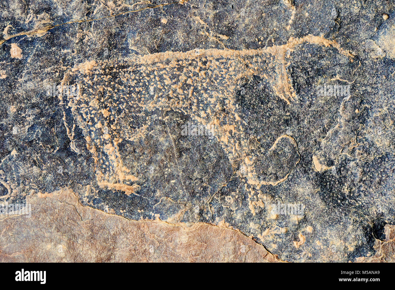 Prehistoric Saharan petroglyph rock art carvings of cattle from a site ...