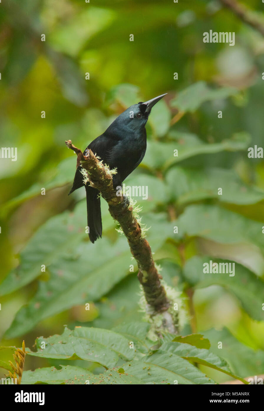 Jamaica john crow mountains High Resolution Stock Photography and ...