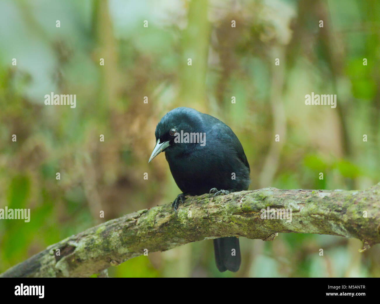 Jamaican National Bird High Resolution Stock Photography and Images - Alamy