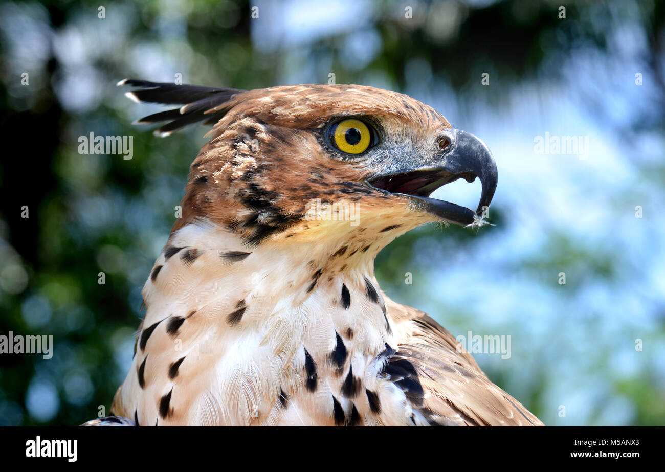 Head focus of the Changeable Hawk Eagle, Crested Hawk-Eagle in outdoor ...