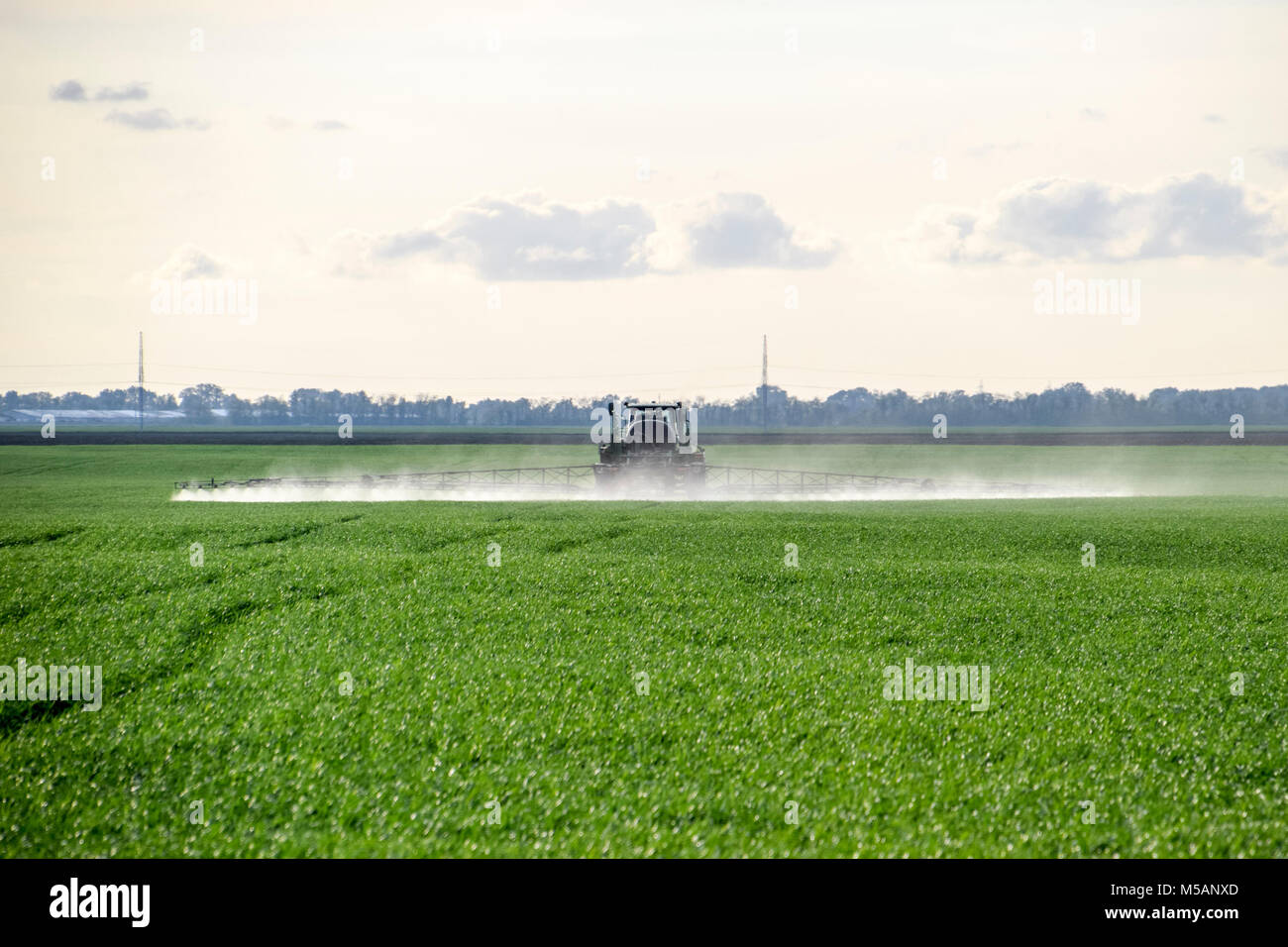 Tractor with high wheels is making fertilizer on young wheat. The use ...