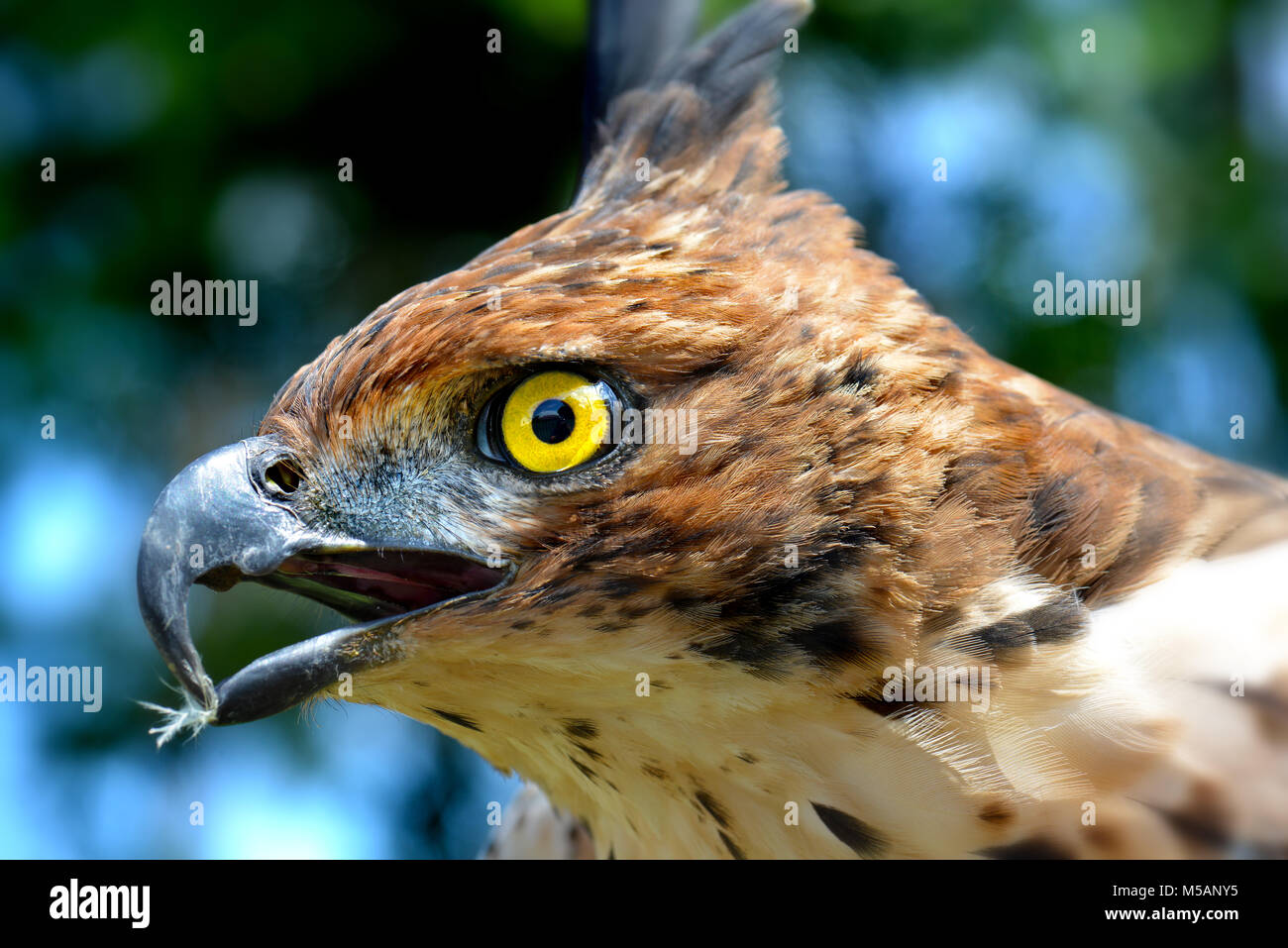 Head focus of the Changeable Hawk Eagle, Crested Hawk-Eagle in outdoor ...