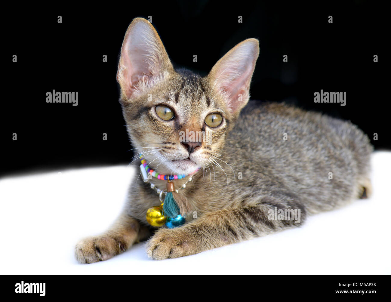 Cute cat full body hi-res stock photography and images - Alamy