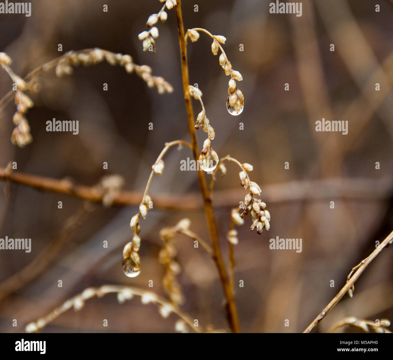 A beautiful macro of small rain droplets on a brown plant Stock Photo ...