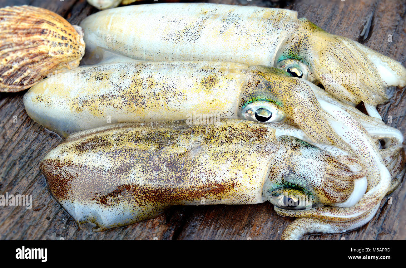 Giant squid eyes hi-res stock photography and images - Alamy