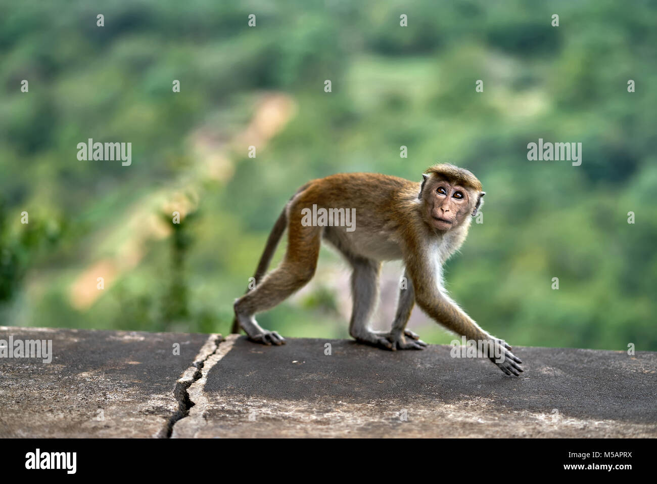 Macaca monkey outdoors Stock Photo - Alamy