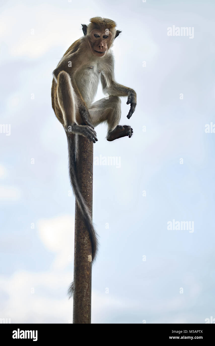 Asian primate hi-res stock photography and images - Alamy