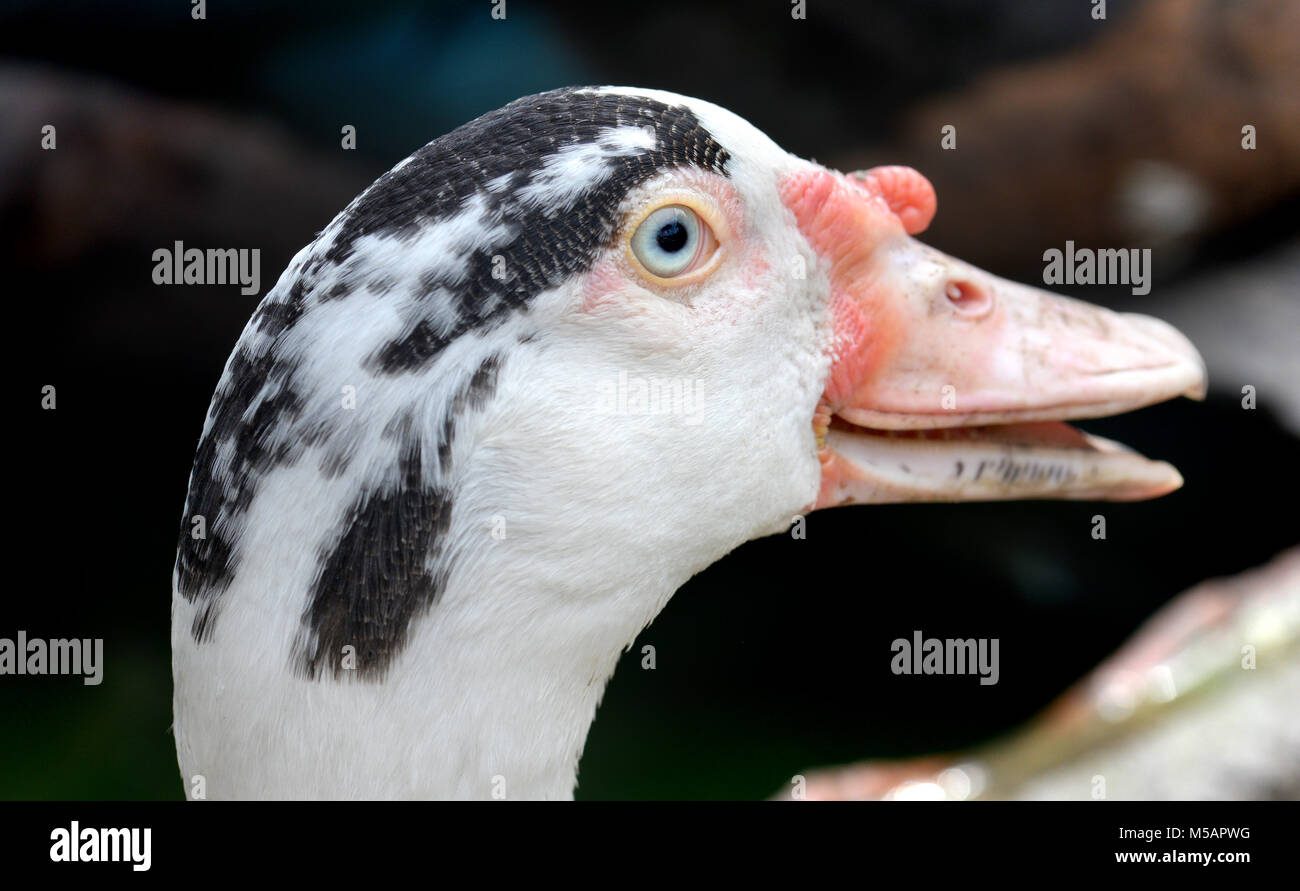 Head focus of adult Barbary duck in small agriculture farm photo with ...