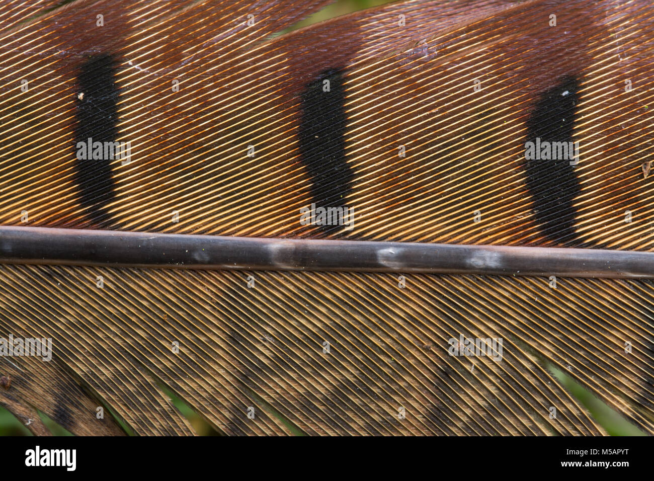 Pheasant feather hi-res stock photography and images - Alamy