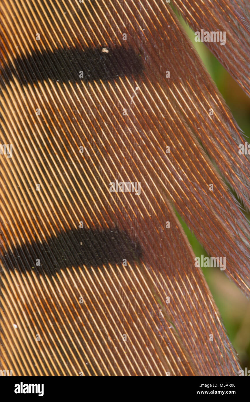 Pheasant feather hi-res stock photography and images - Alamy