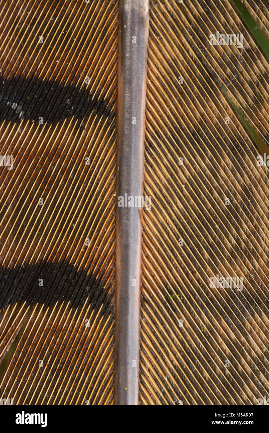 Pheasant feather hi-res stock photography and images - Alamy