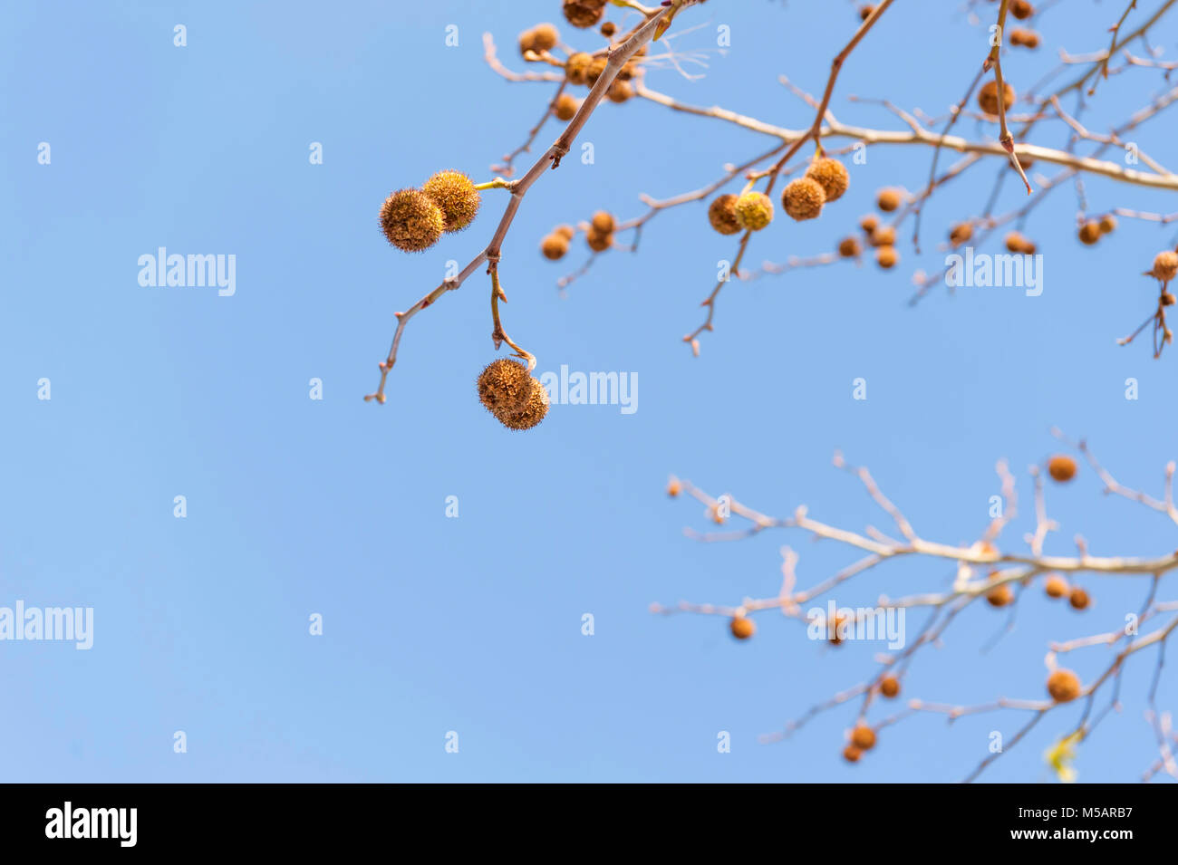 Fruit of platanus Stock Photo - Alamy