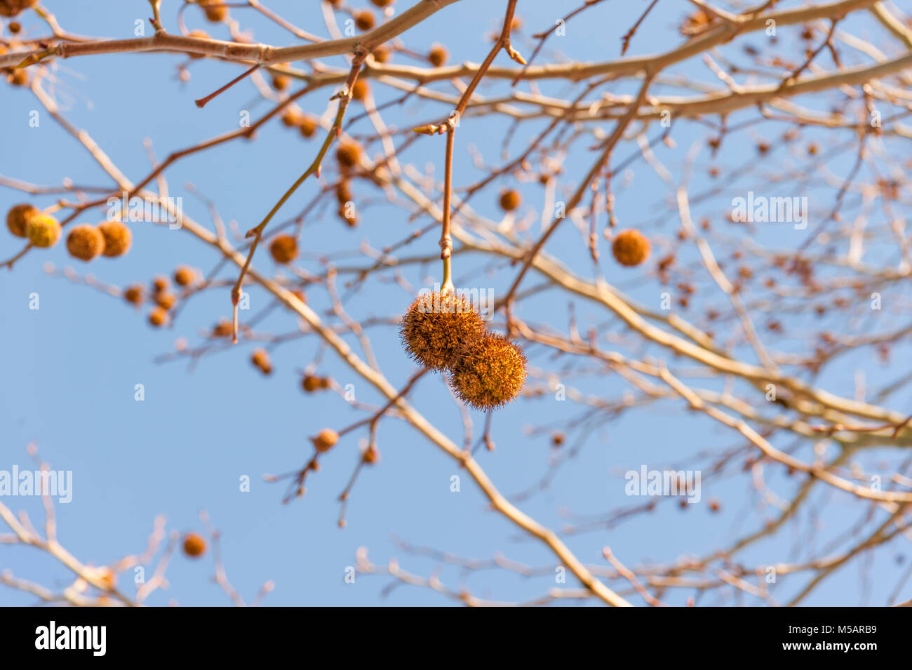 Fruit of platanus Stock Photo - Alamy