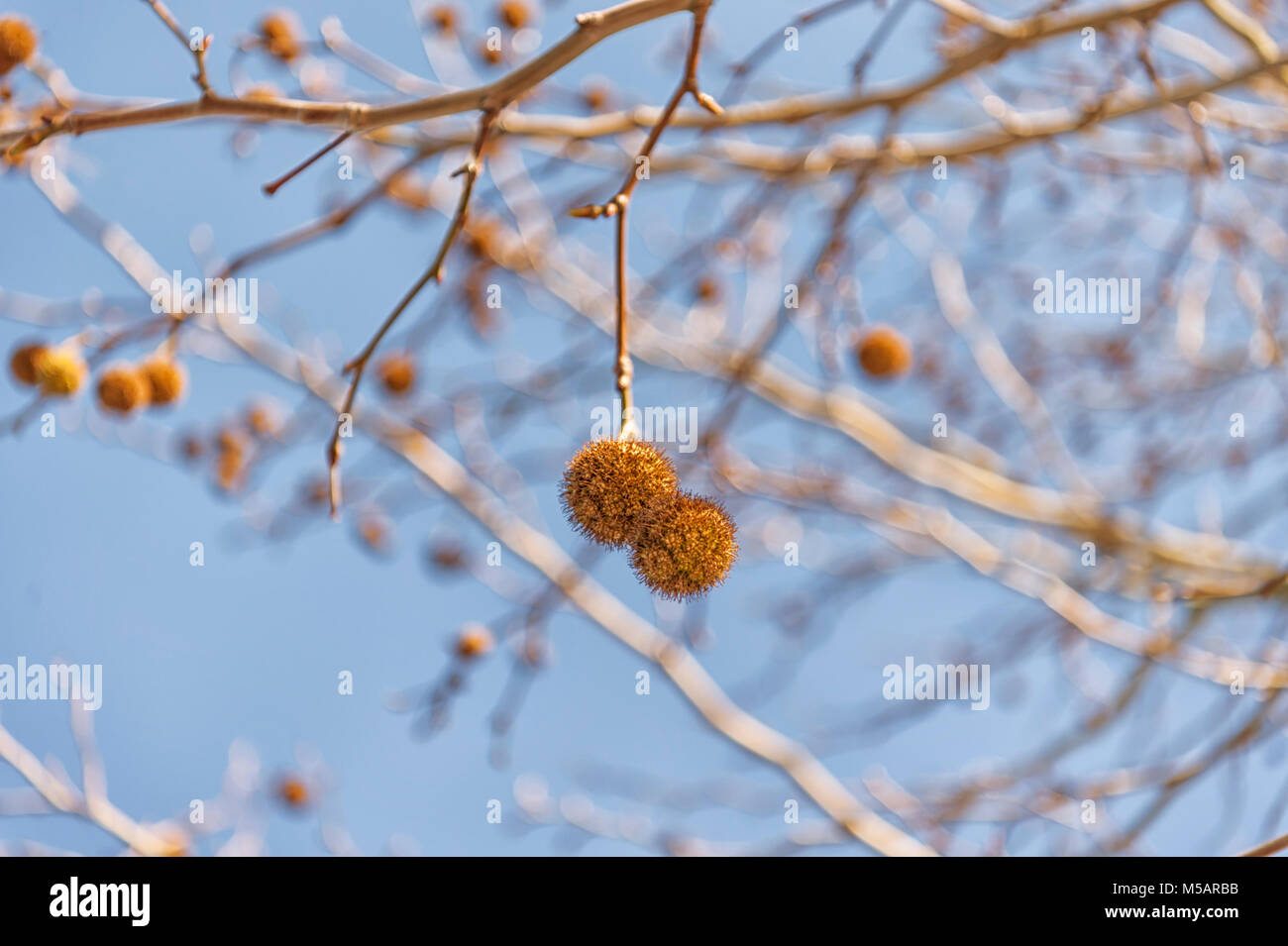 Fruit of platanus Stock Photo - Alamy