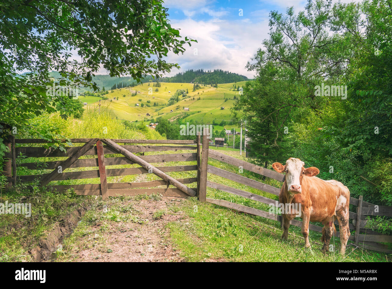 Cute cow waiting in front of an aged wooden gate and fence, surrounded ...