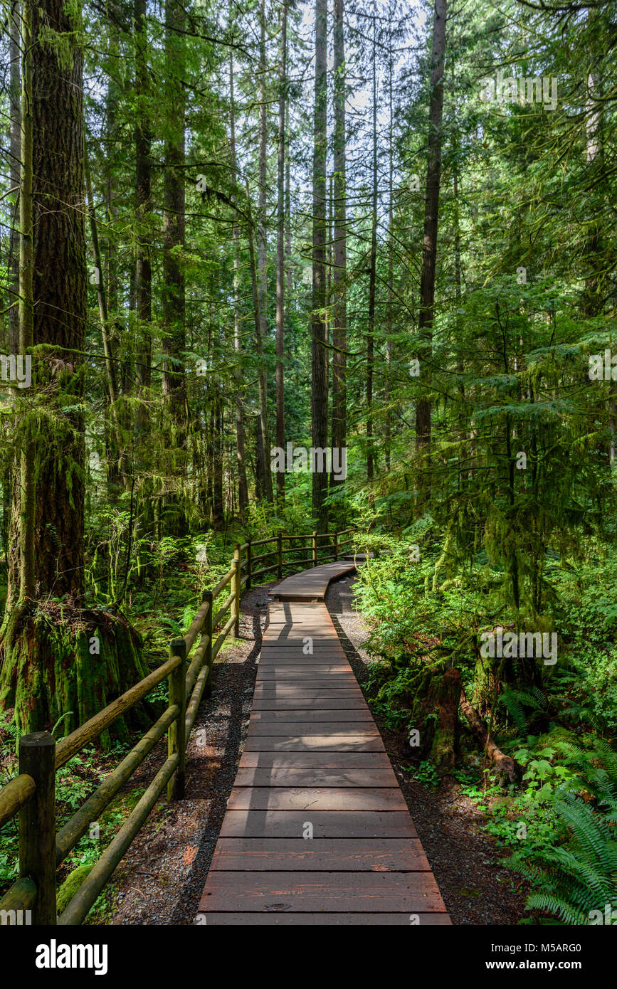 Wooden flooring, a path in a dense forest, with tall, green trees on a ...