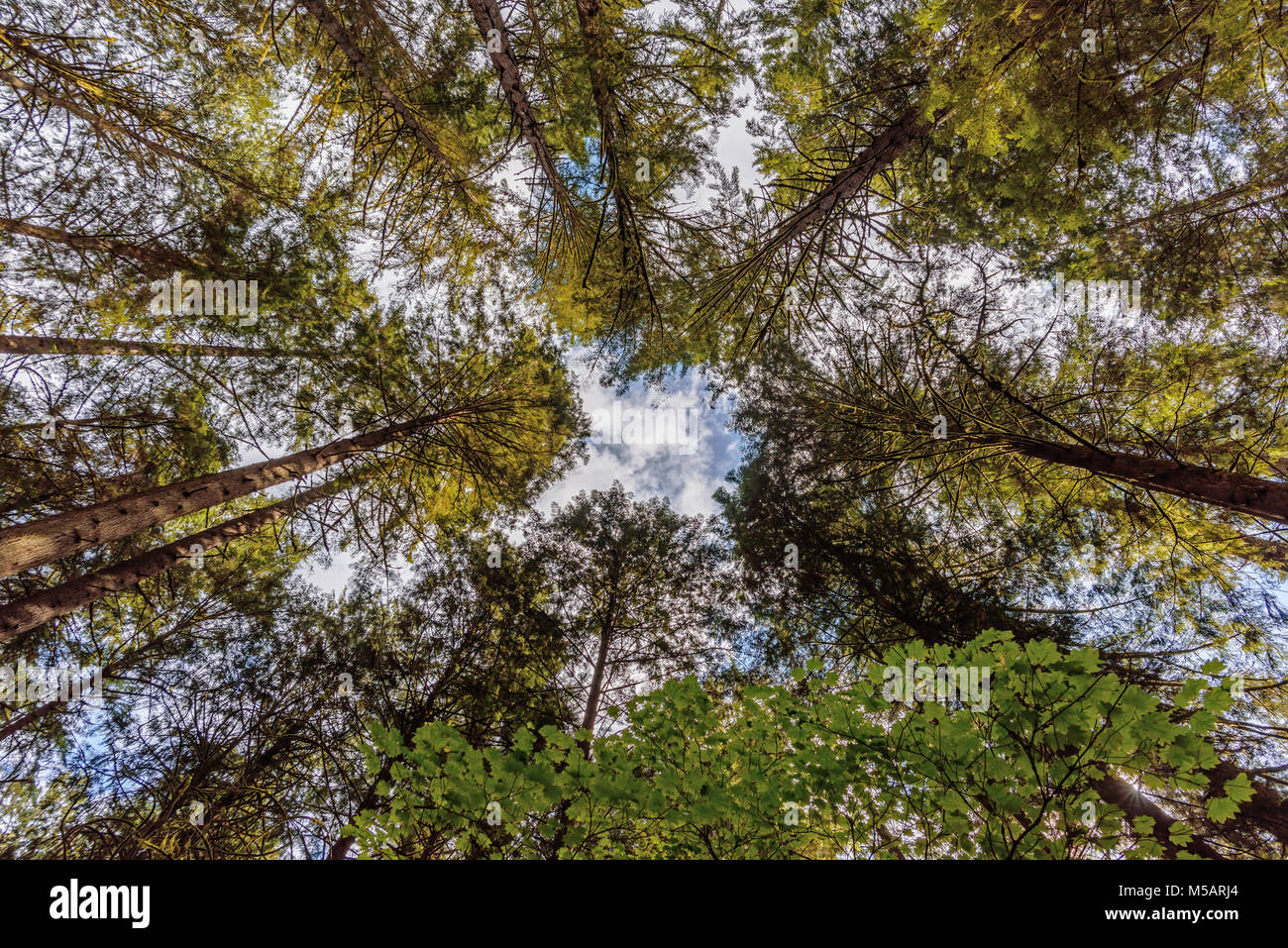 Shoot from below hi-res stock photography and images - Alamy