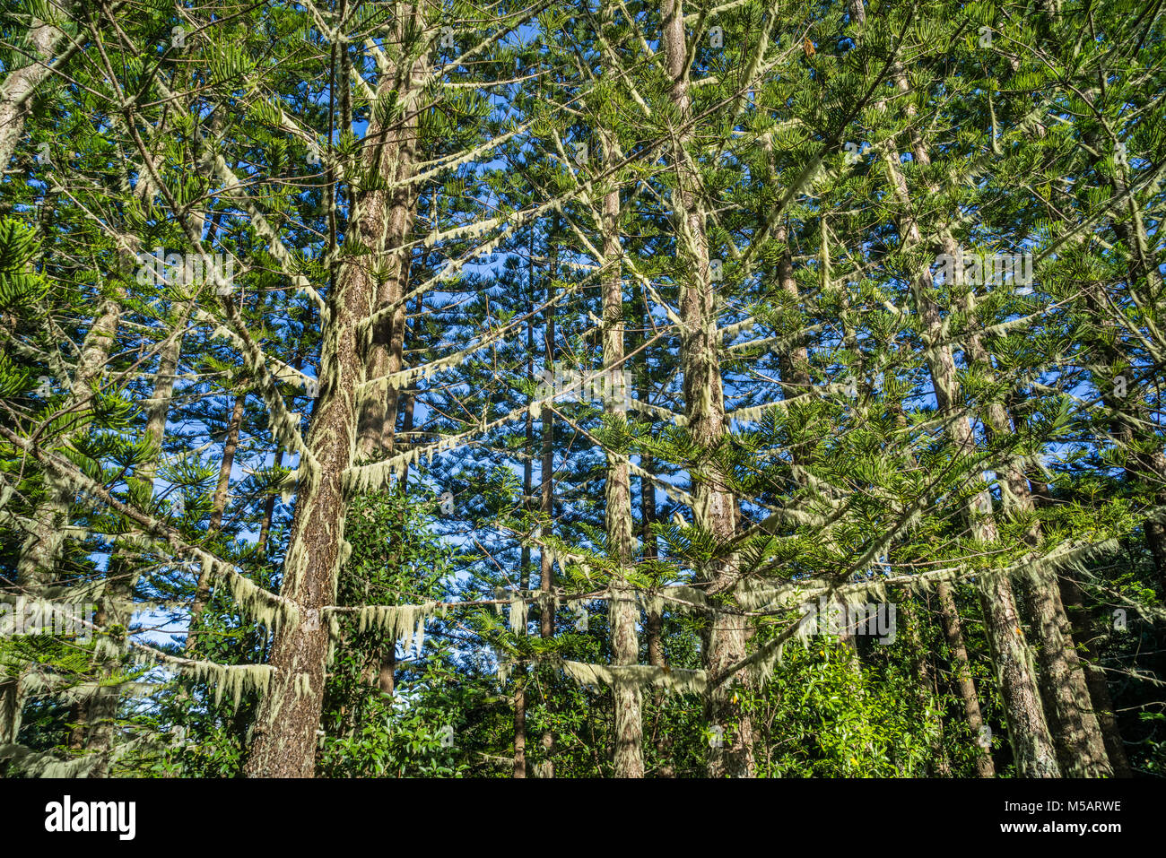 Norfolk Island, Australian external territory, Norfolk Island National ...