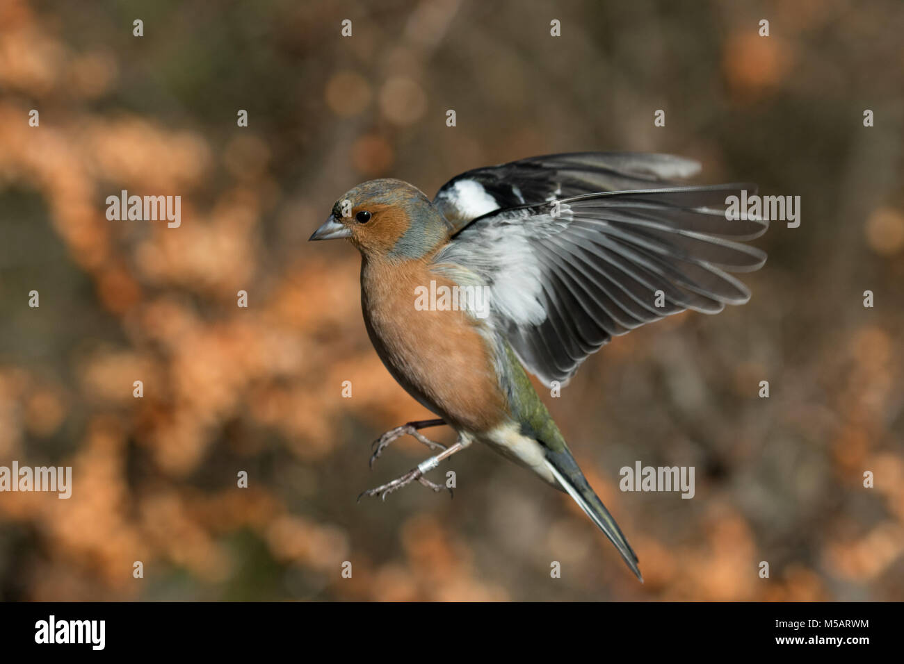 Chaffinch in flight Stock Photo - Alamy