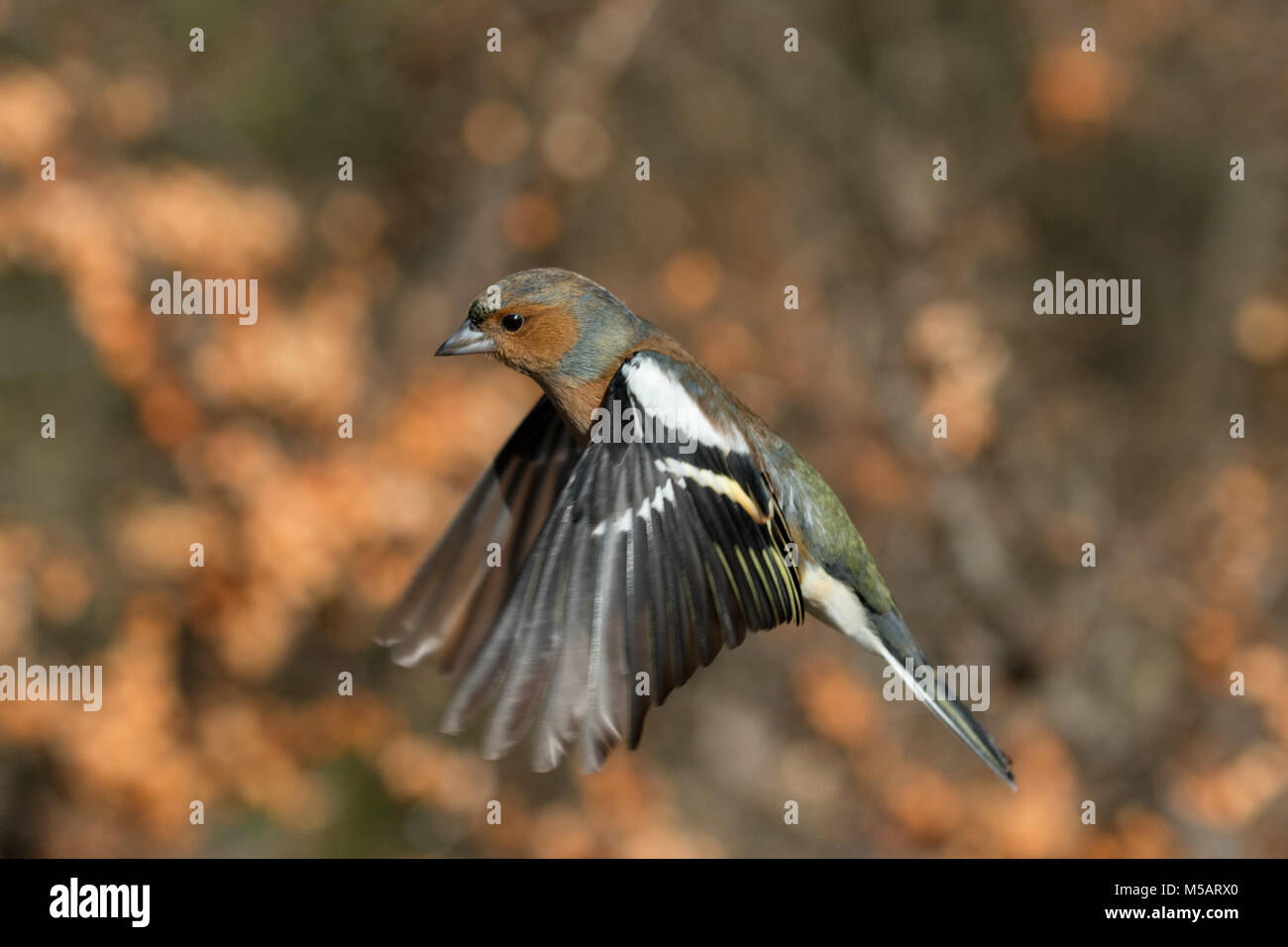 Chaffinch in flight Stock Photo - Alamy