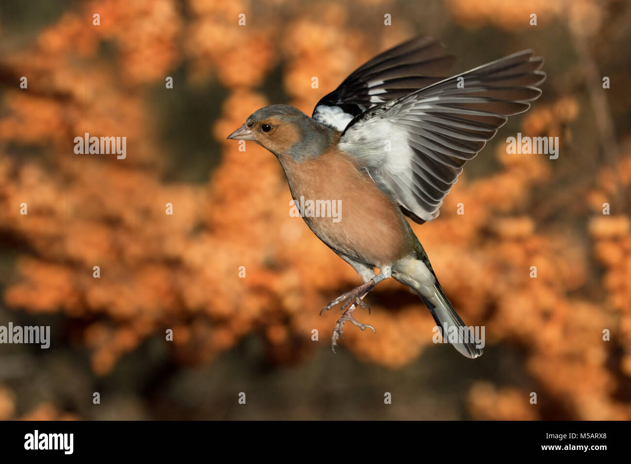 Chaffinch in flight Stock Photo - Alamy