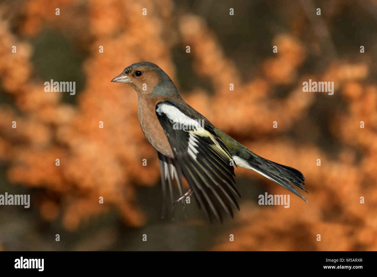 Chaffinch in flight Stock Photo - Alamy