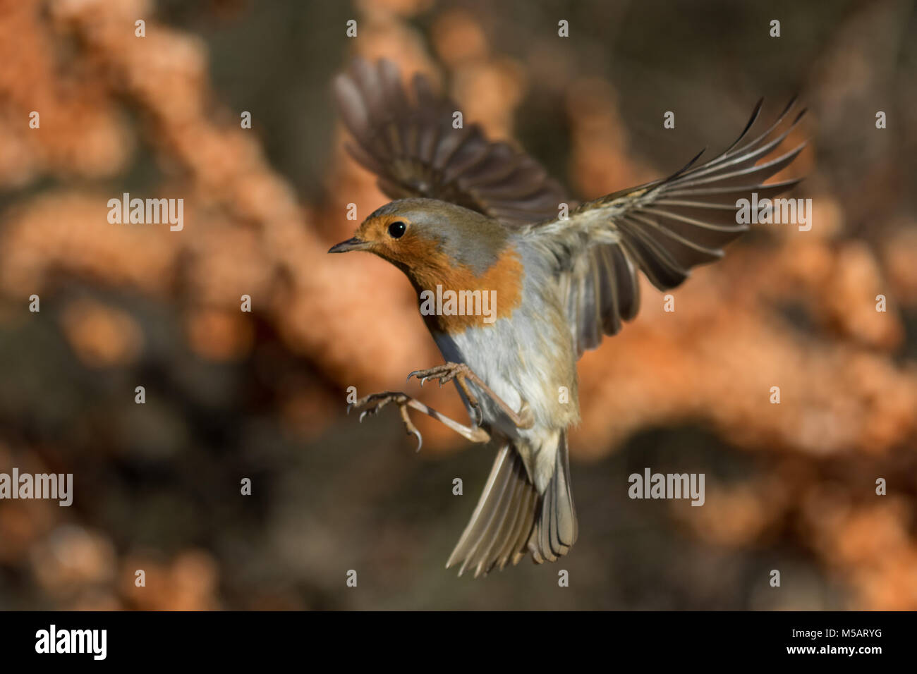 Robin in flight Stock Photo - Alamy