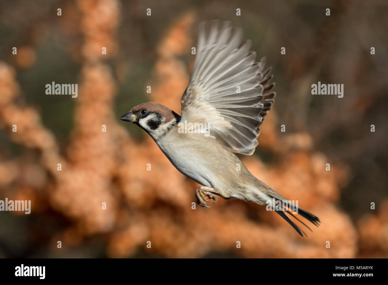 Tree sparrow in flight Stock Photo - Alamy