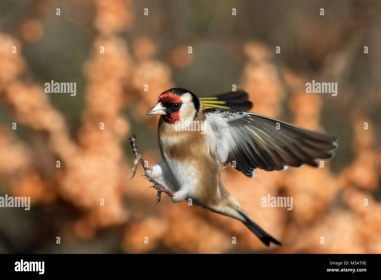 Goldfinch in flight hi-res stock photography and images - Alamy