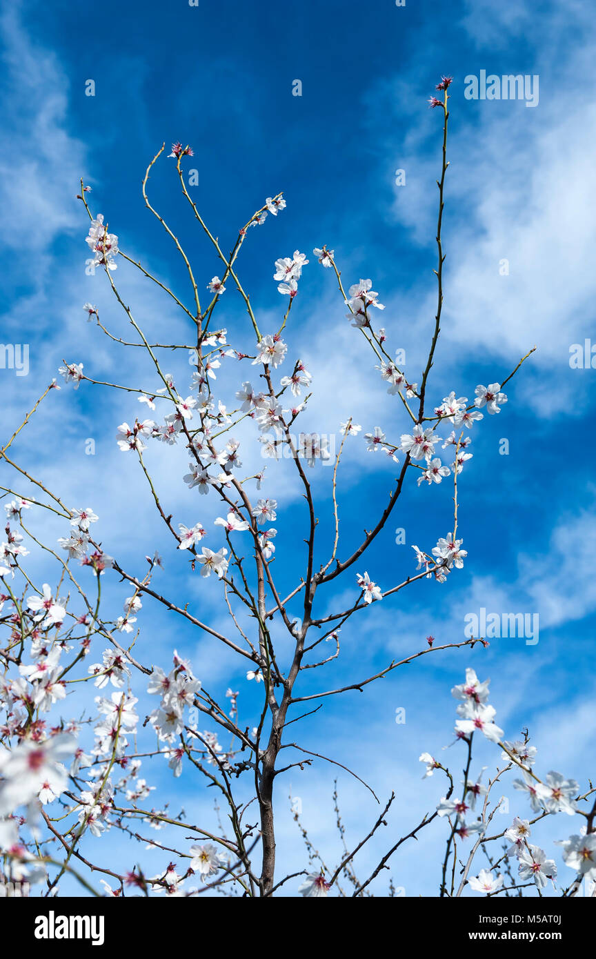 Flowering almond tree in Ronda, Andalusia, Spain, Europe Stock Photo ...