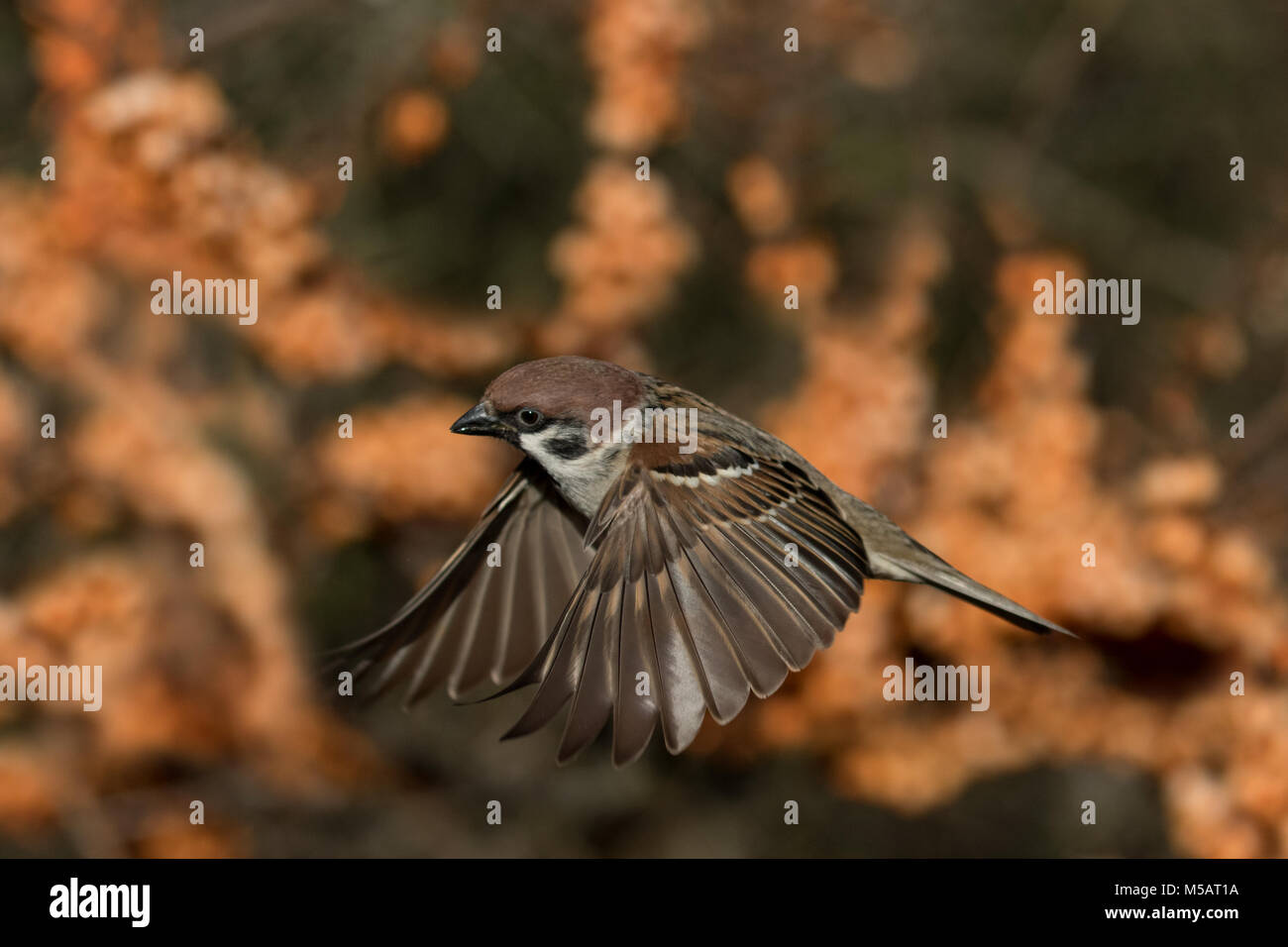Sparrow flying hi-res stock photography and images - Alamy