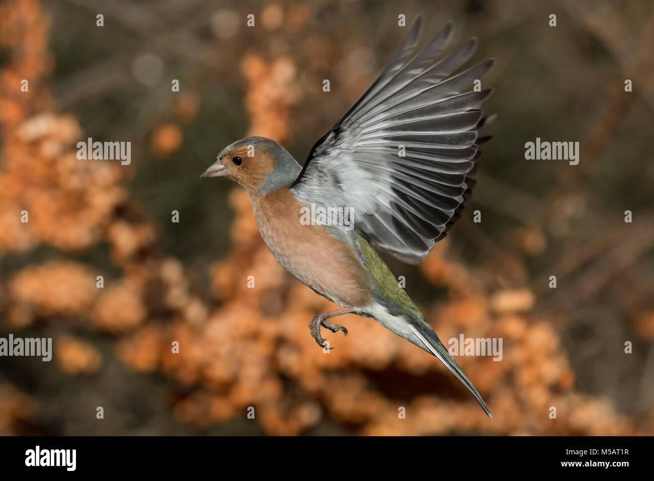 Chaffinch in flight Stock Photo - Alamy