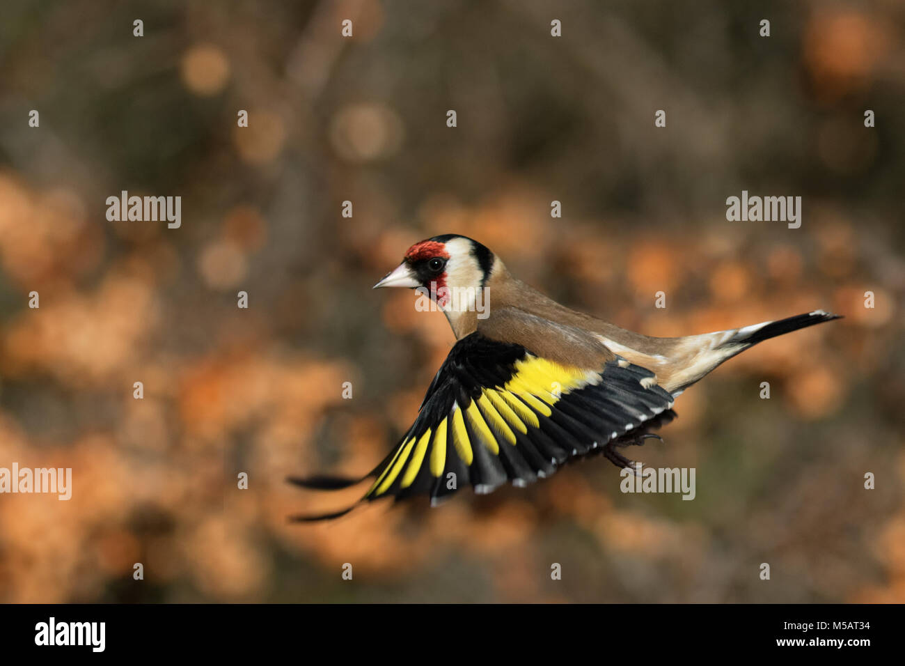Goldfinch in flight Stock Photo - Alamy