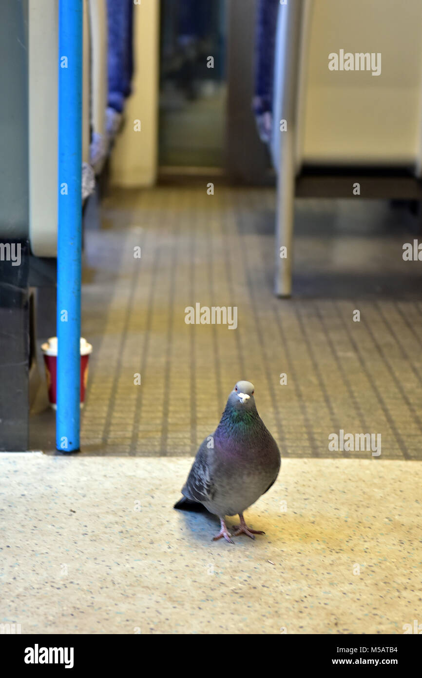 a pigeon riding on a train from london bridge station to waterloo east ...