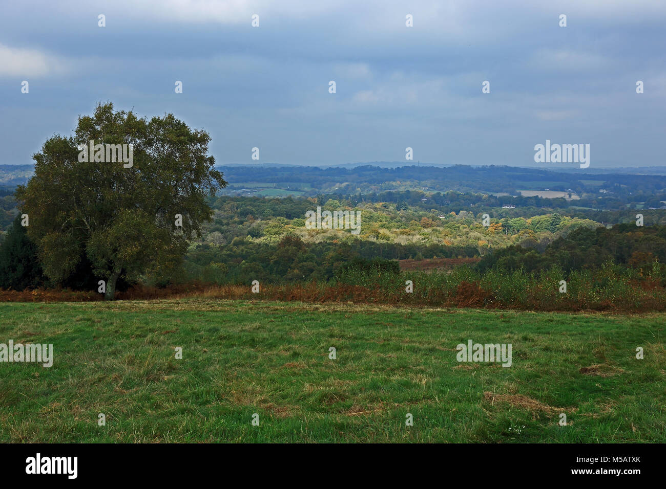 Trees and fields of the Ashdown Forest and countryside Stock Photo - Alamy